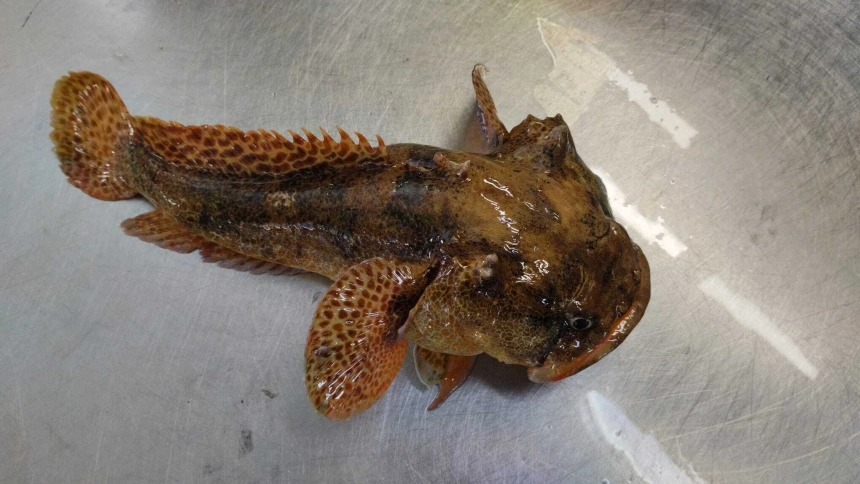 Globalización na peixería: ¿Probaches a galera ou o peixe cinta?