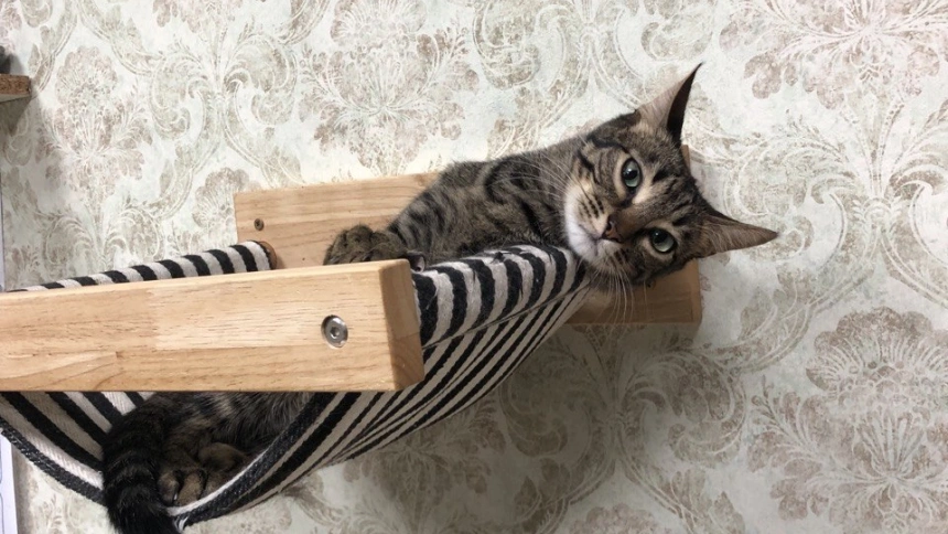 Oh my Cat!: el plan donde empiezas con un café y puedes acabar con un ...